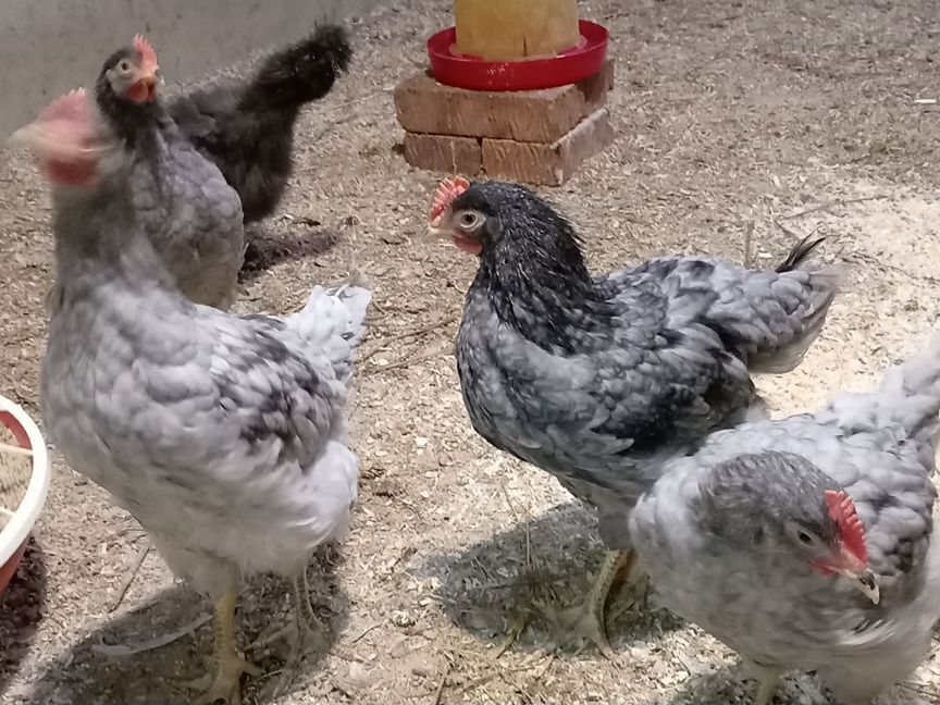 Куры молодки несушки