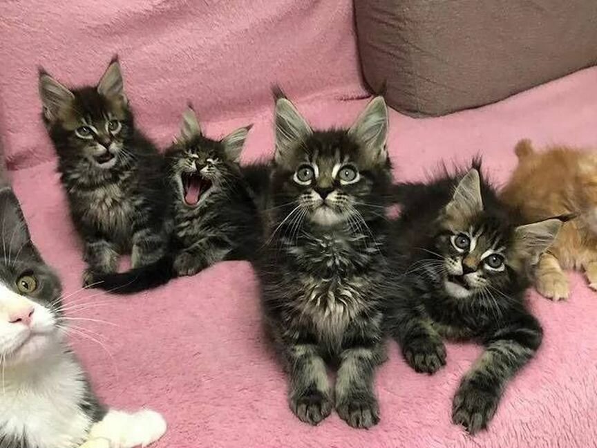 Котята норвежская лесная