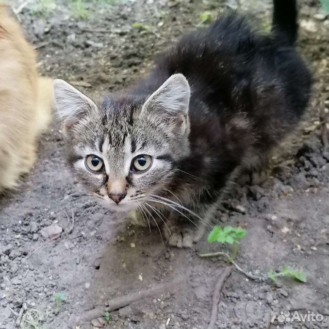 Котенок полосатик