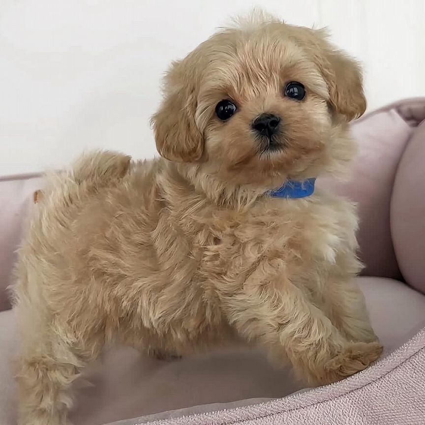 Мальтипу, щенок