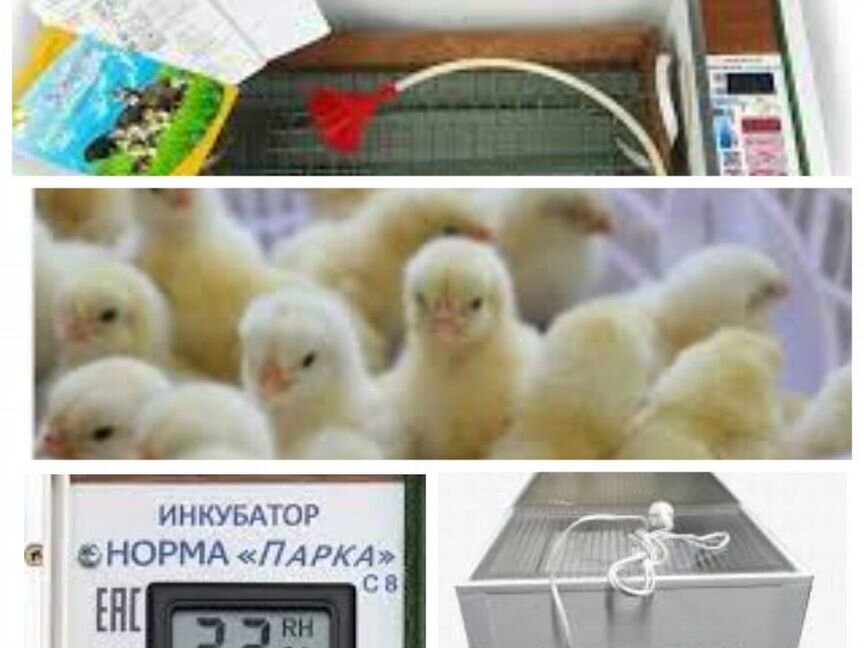 Новый инкубатор Норма Луппер