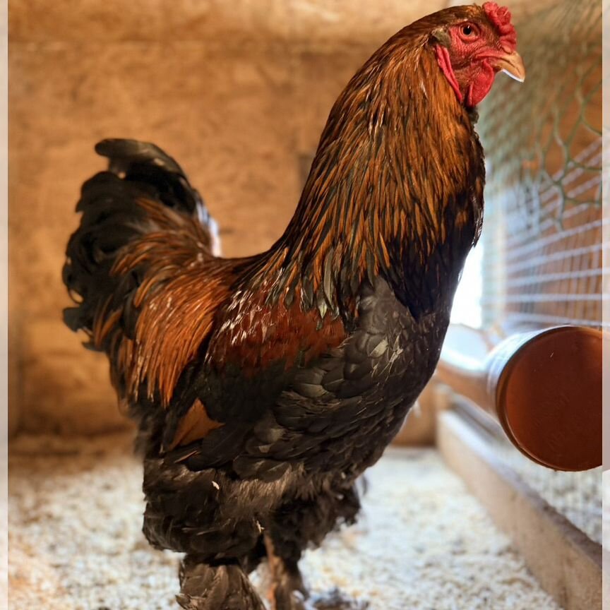 Петух брама