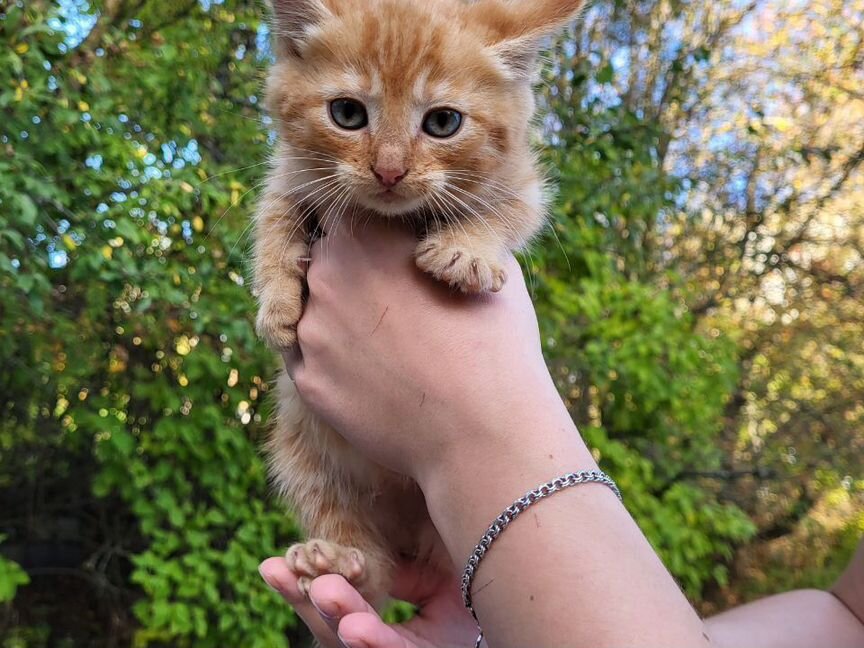Котята в добрые руки