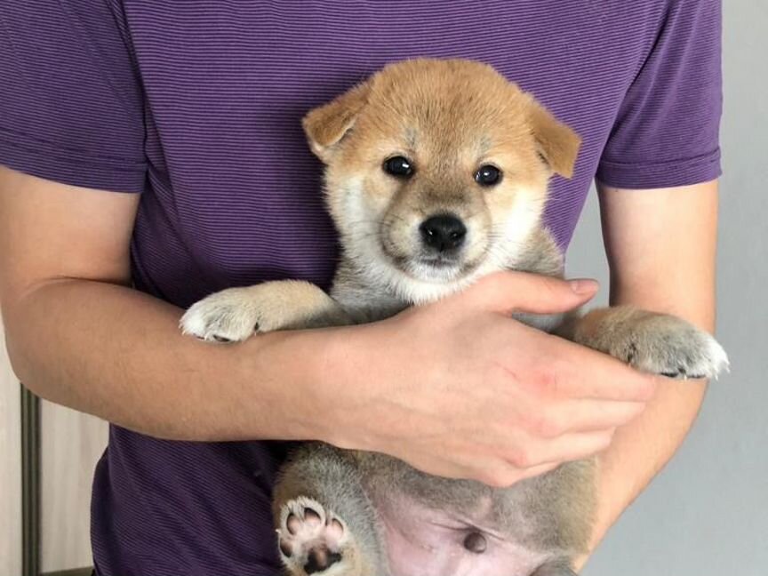 Лучший щенок Сиба Ину (мальчик)