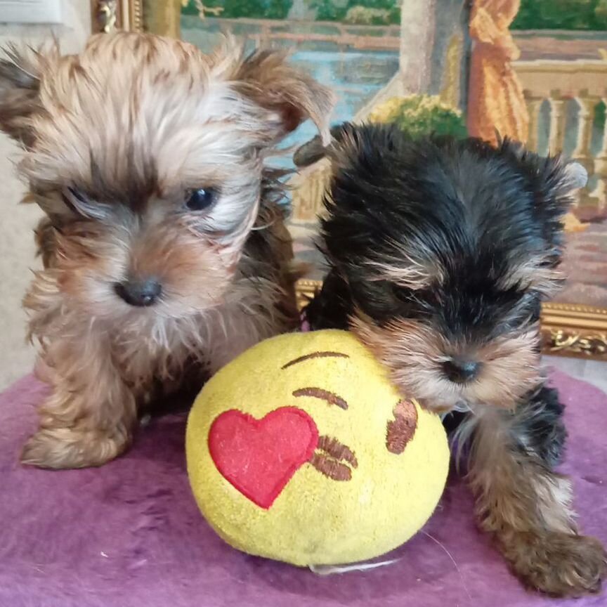 Йоркширский терьер, щенок