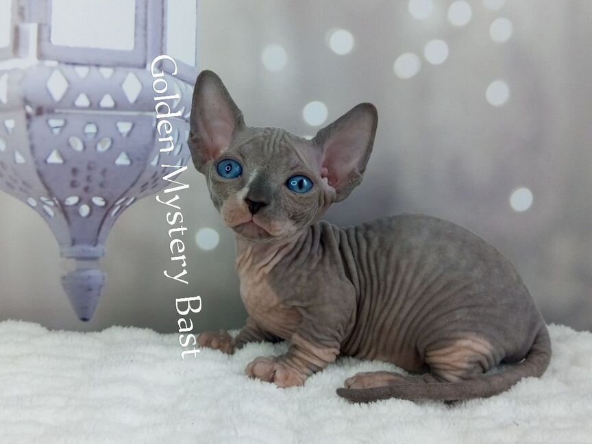 Сфинкс Бамбино