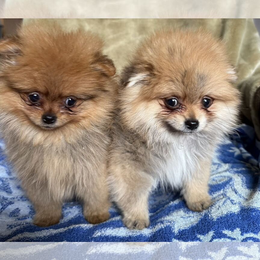 Померанский шпиц, щенок