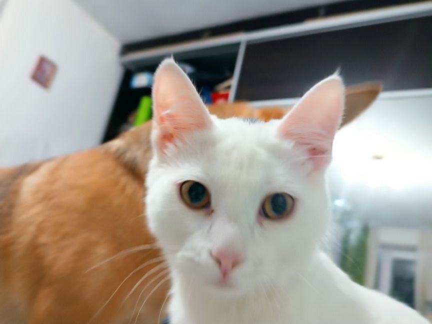 Турецкая ангора