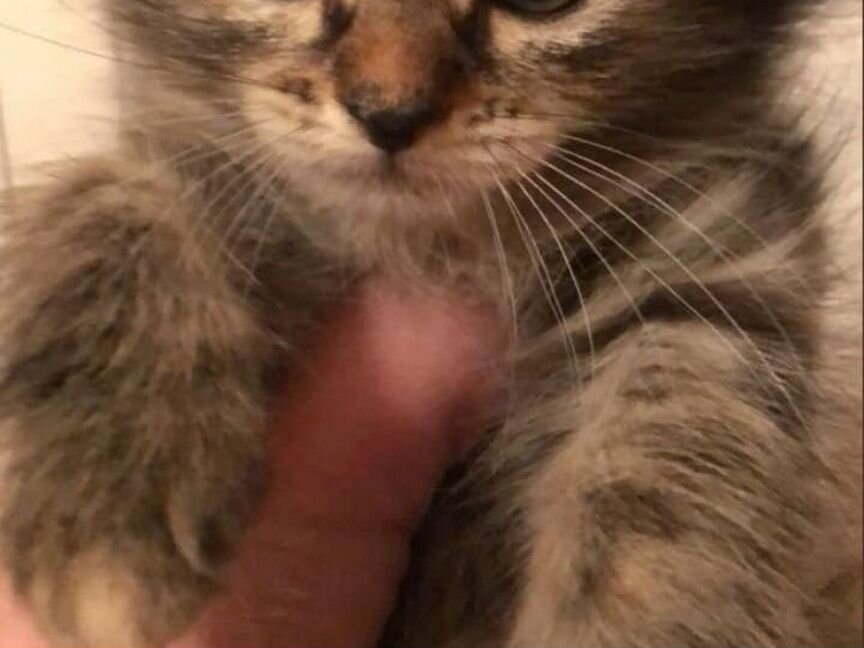Котенок полусфинкс