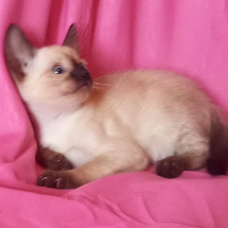 Тайские котята