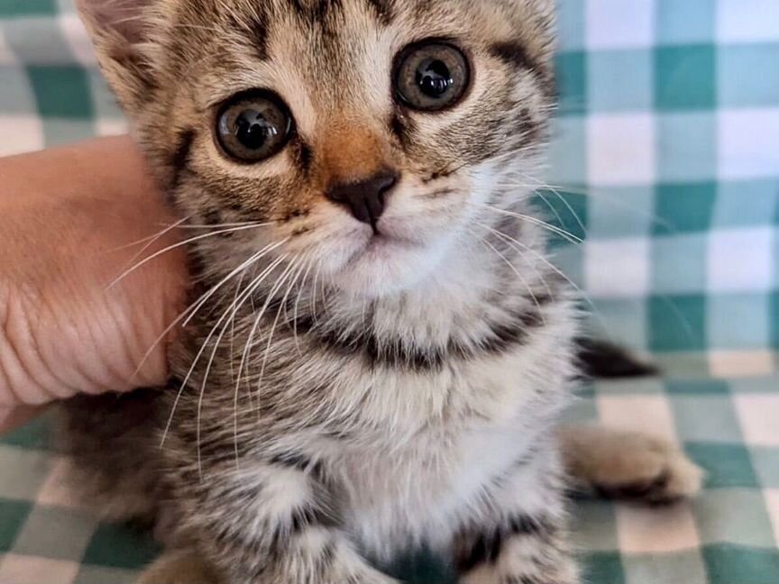 Славная полосатая малышка ищет мампап