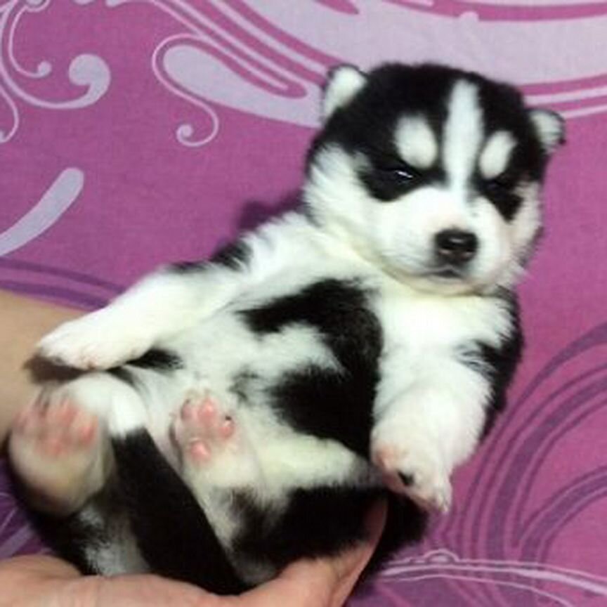 Мальчики и девочки Хасятки