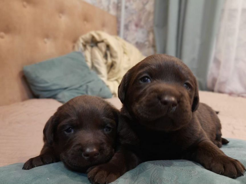 Шоколадные медвежата