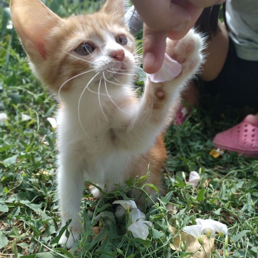 Котенок в добрые руки