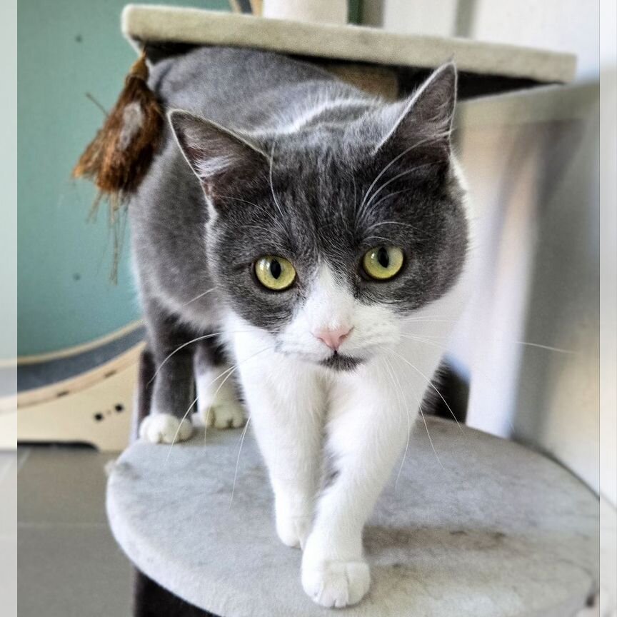 Красавица Луна в поисках любящих хозяев