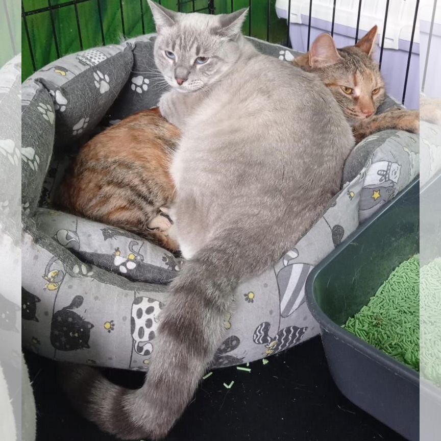 Две кошечки ищут дом