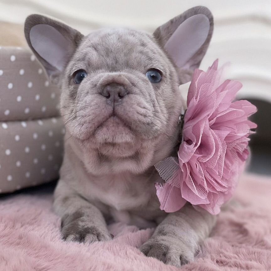Французский бульдог мальчик