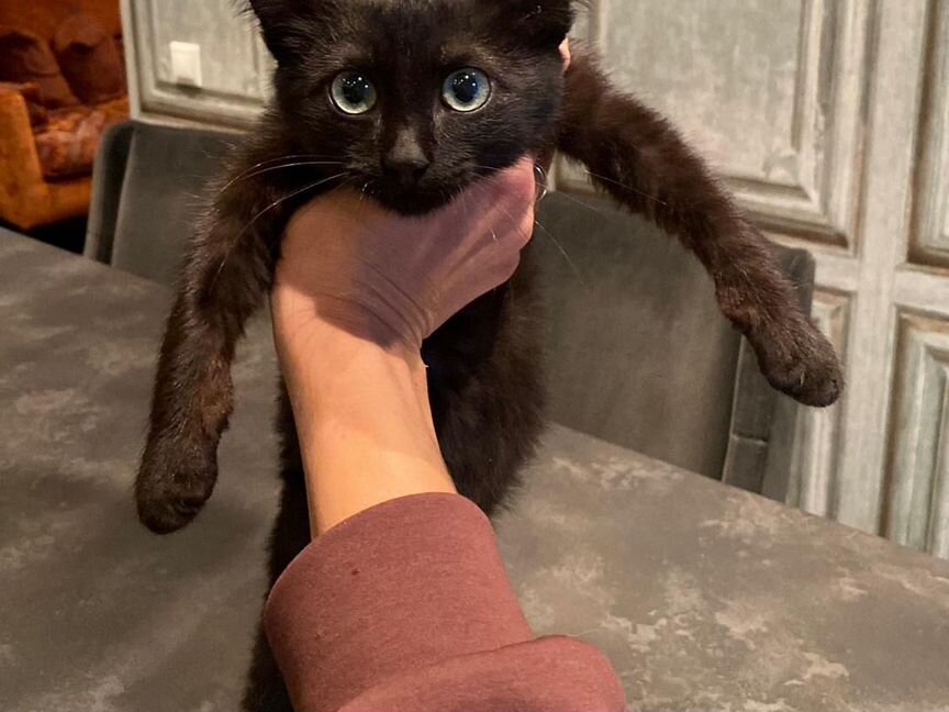 Котенок