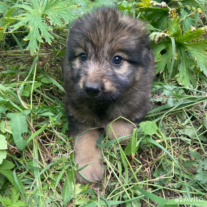 Девчушки лохматушки ищут дом