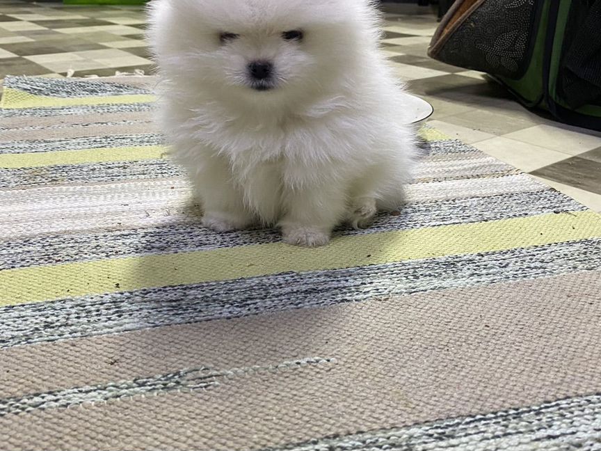 Померанский шпиц