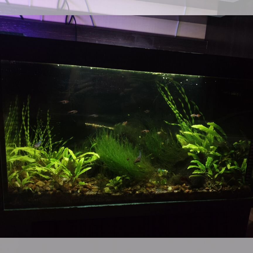 Аквариум 70 л со всем содержимым