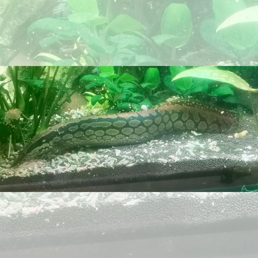 Мастацембел Арматус (Mastacembelus Armatus)