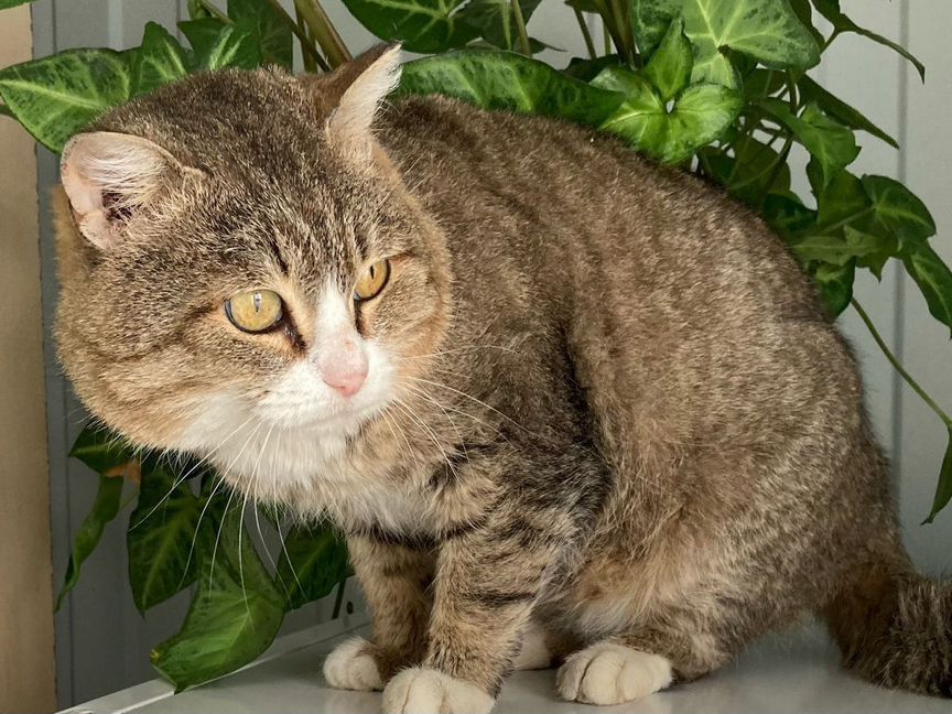 Кот в добрые руки