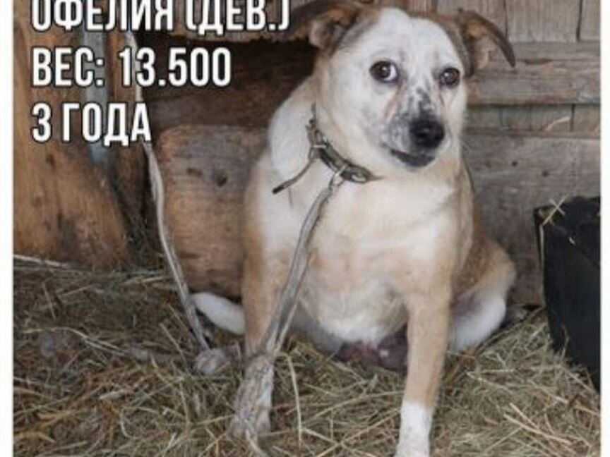 Собачка на цепи, в добрые руки