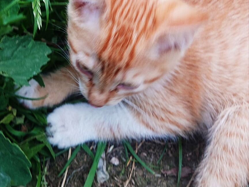 Котёнок. Котёнок. Котёнок