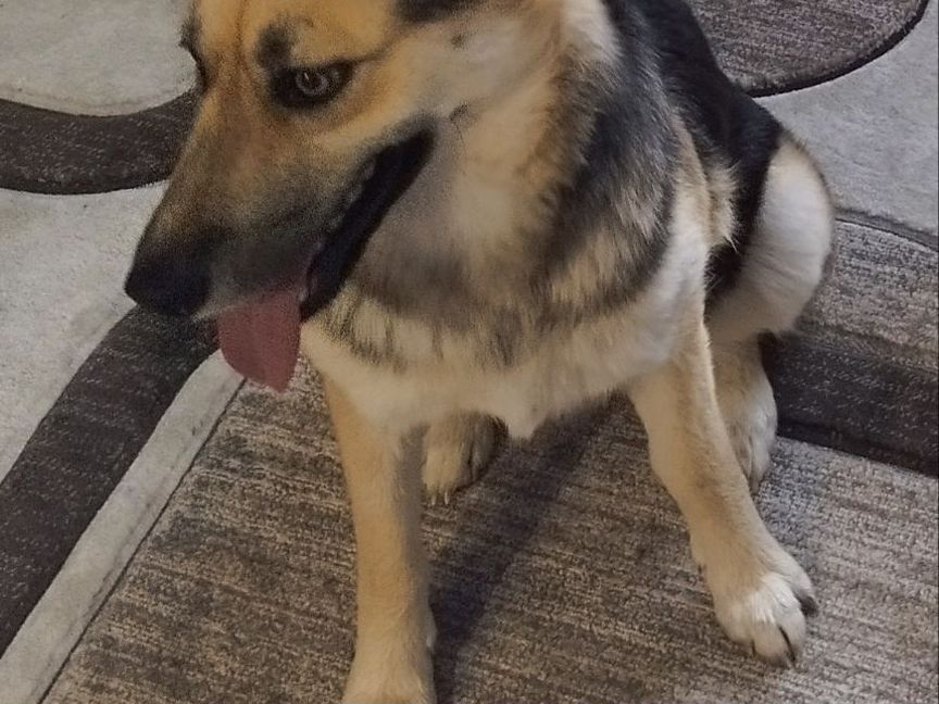 Собака в добрые руки отдам бесплатно