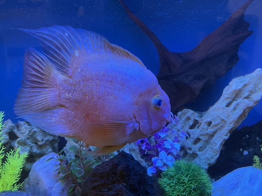 Рыба попугайчик крупный