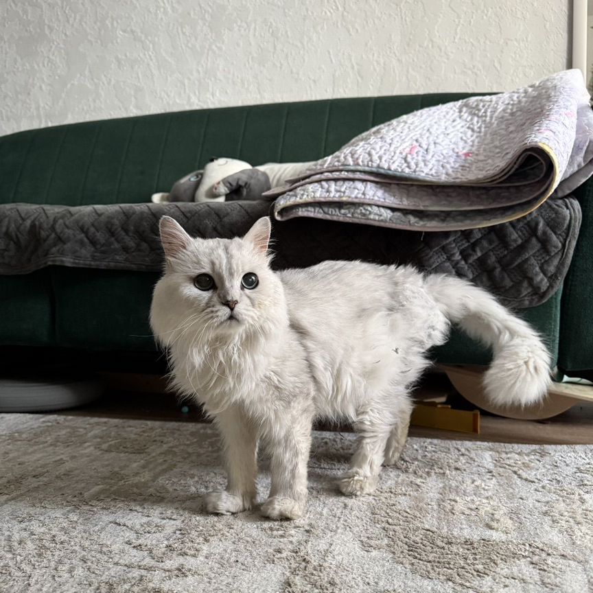 Кот бесплатно