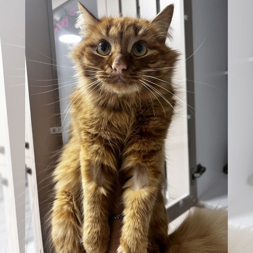 Взрослый кот в добрые руки