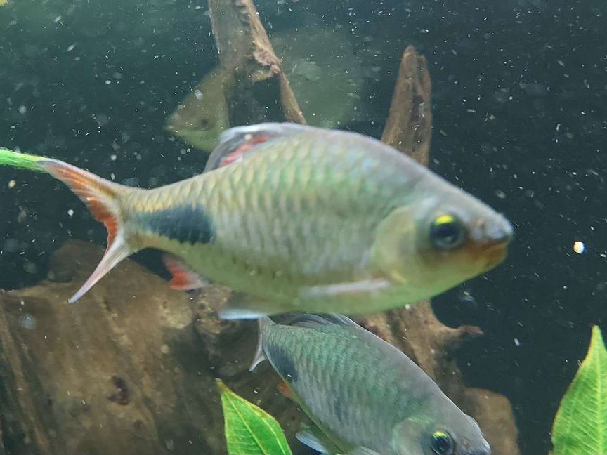 Барбус Рохана