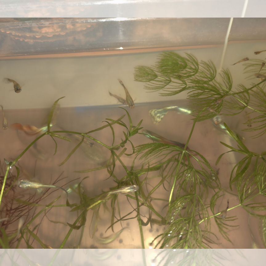 Аквариумные рыбки Гуппи