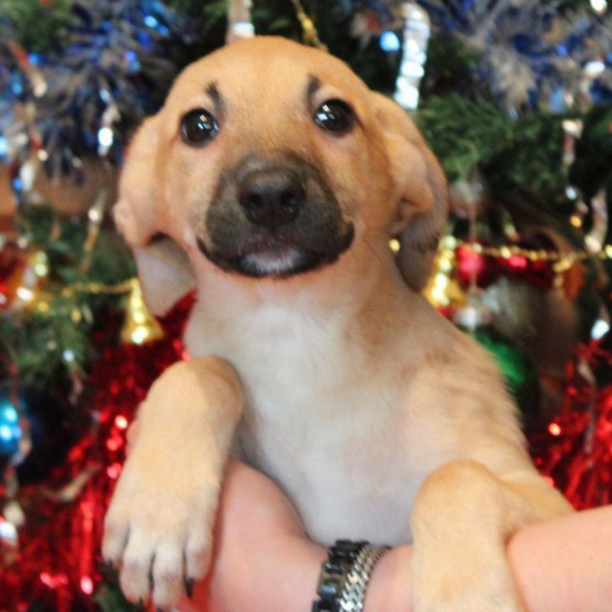 Случись новогоднее чудо