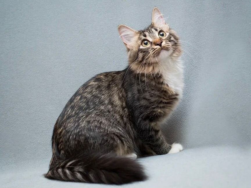 Кошка Маришка. Красавица бездомная