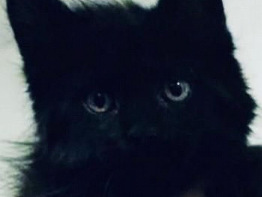 Котята мейн-кун