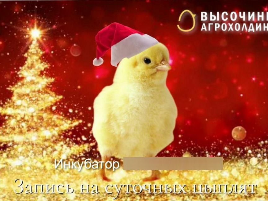 Бройлер суточный Кобб-500 и Росс-308 Севастополе