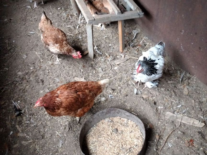Старые куры несушки