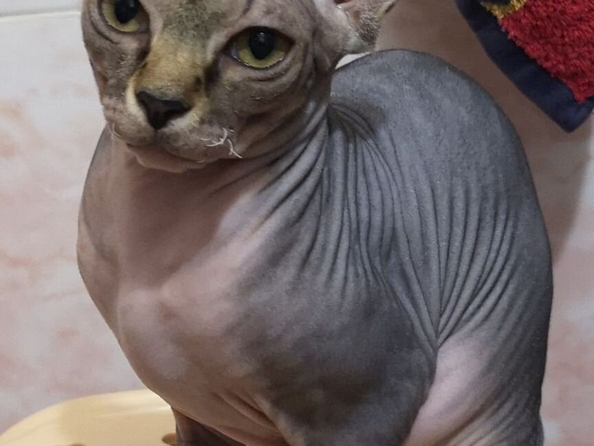 Кошечка канадский сфинкс