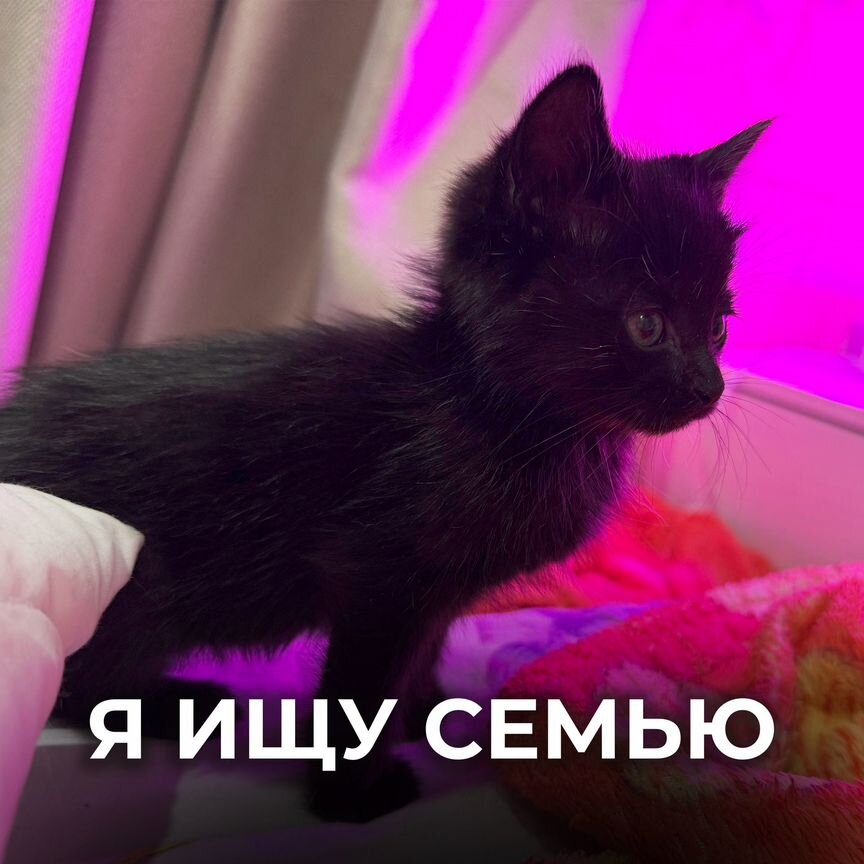 Котенок уголек ищет добрые ручки
