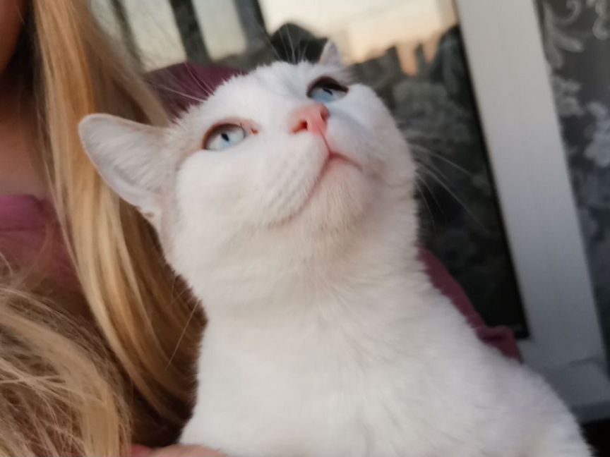 Кошка