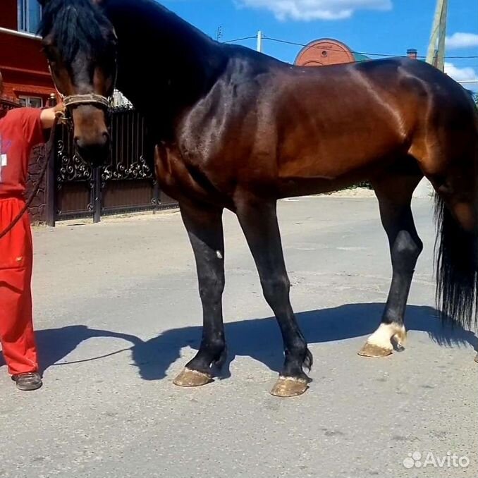Жеребец 4 года рост 175 см