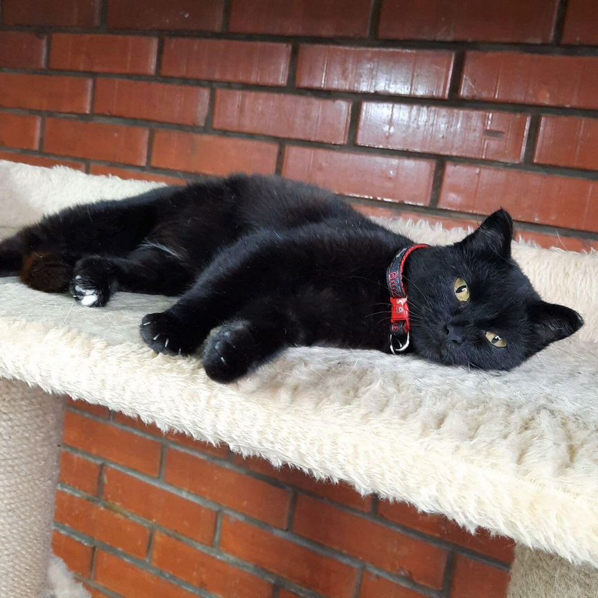 Чёрная молодая кошечка ищет дом