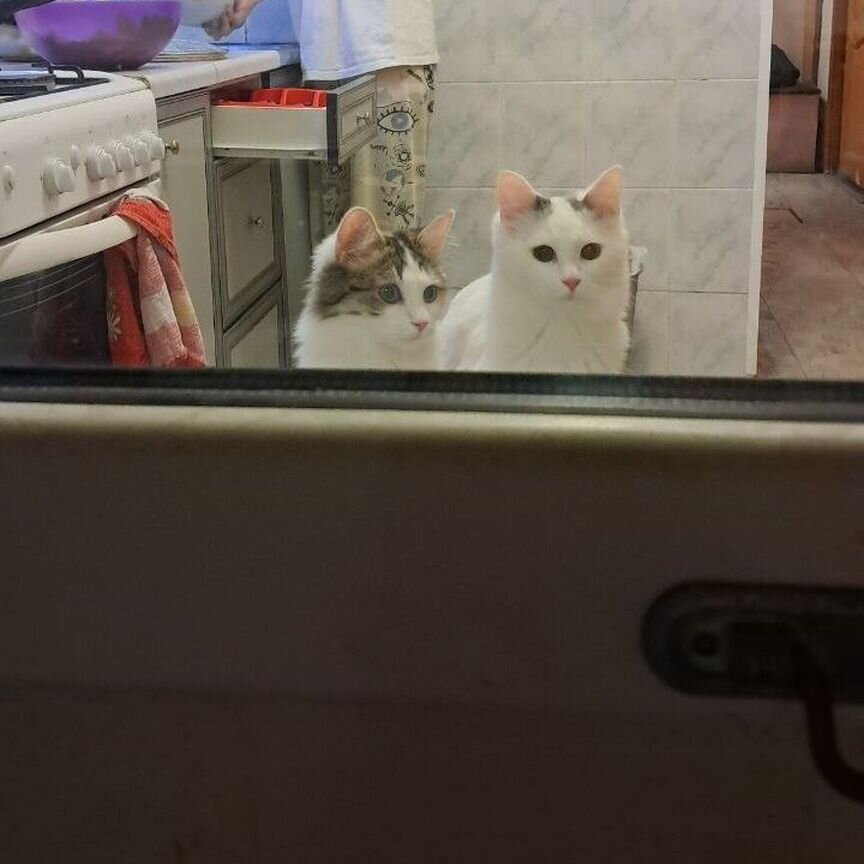 Котики в хорошую семью