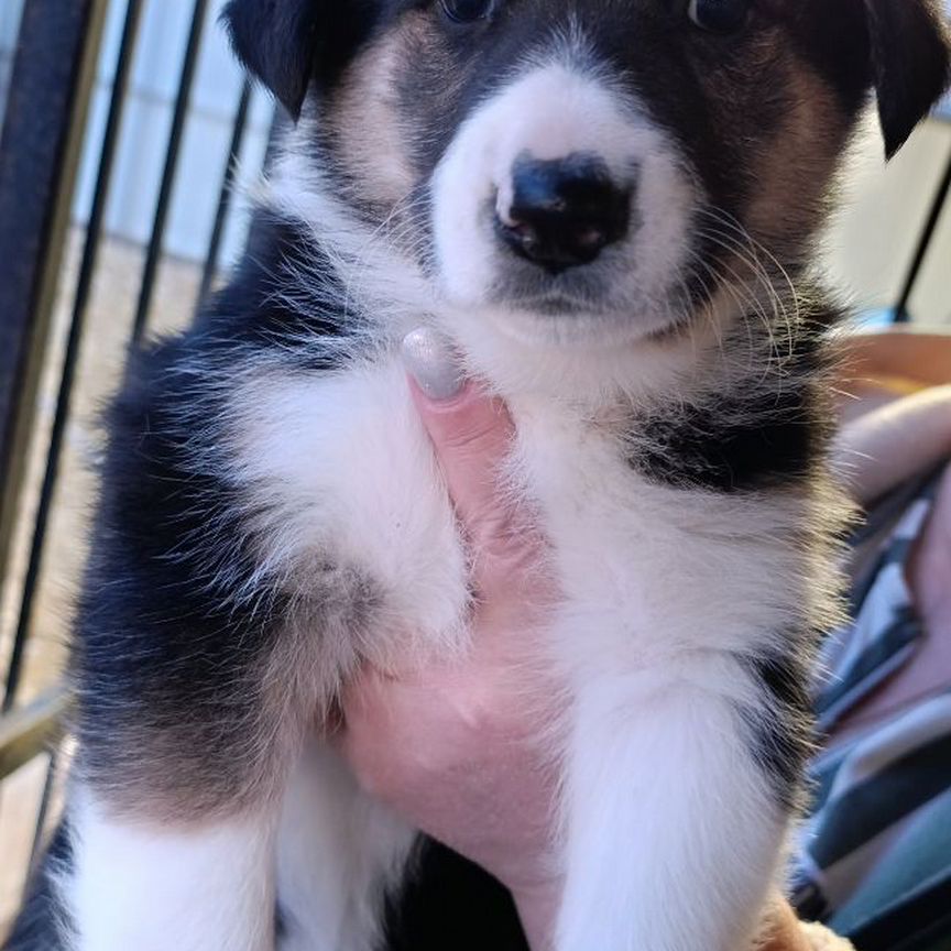 Щенки в добрые руки