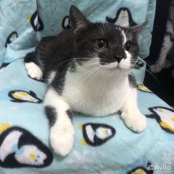 Кошка Мура спасена с улицы. В добрые руки