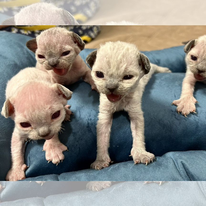 Девон-рекс котёнок