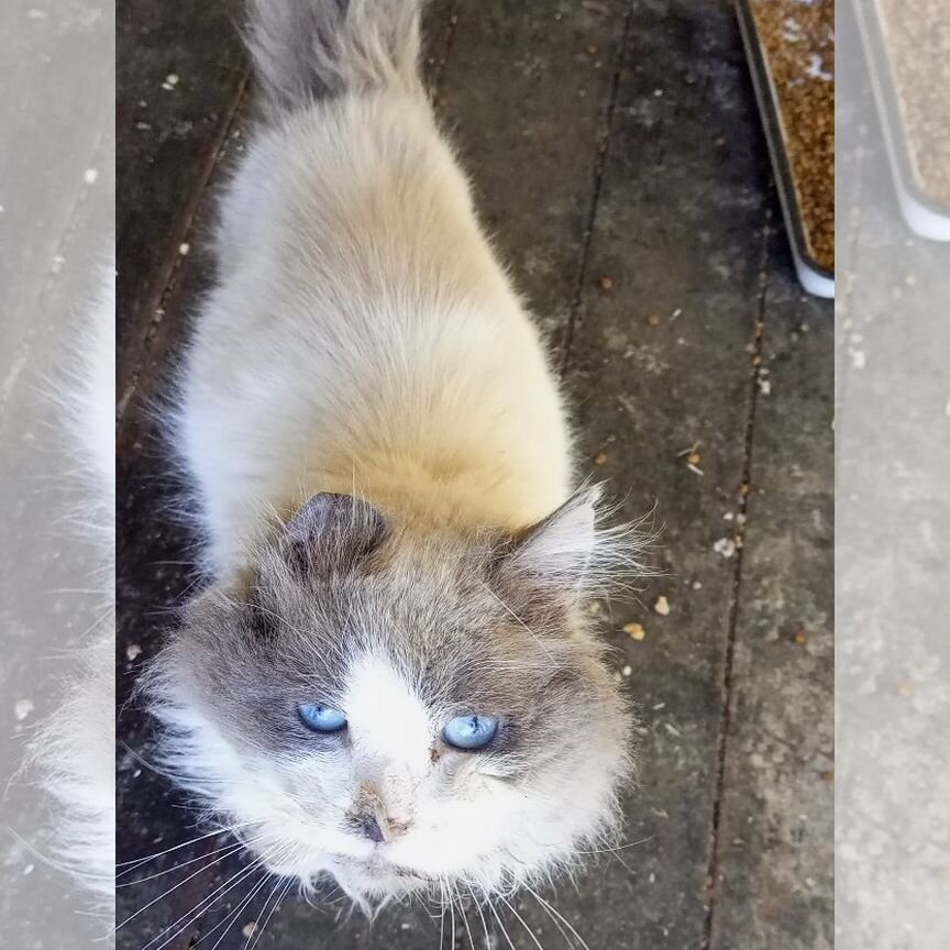 Породистый котик ищет дом
